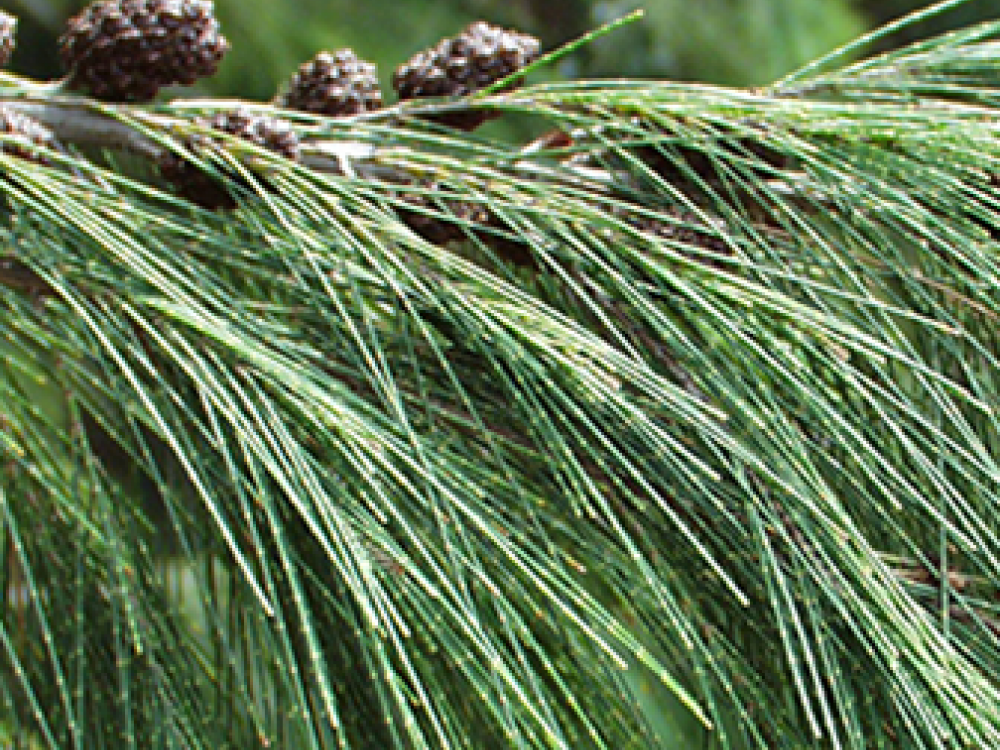 What are She Oaks? | She Oak Designs